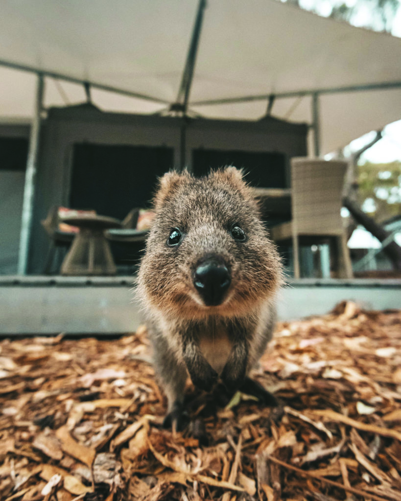 Party Animals - Rottnest Express